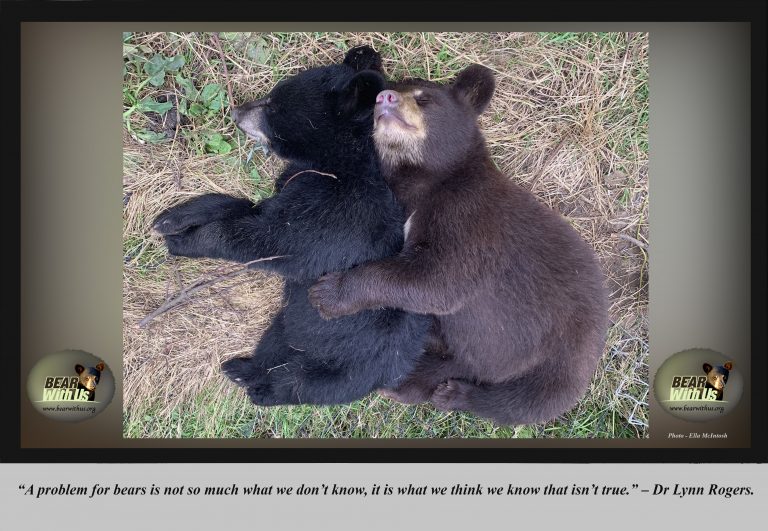 Understanding the Black Bear | Bear With Us